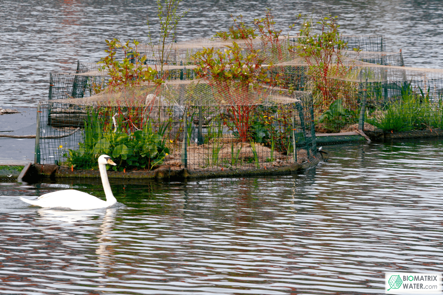 LetsEndorse | Floating ecosystems for river restoration and water quality