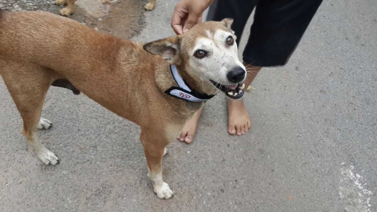 LetsEndorse | TYD Reflective Collars Designed for Stray Dogs Safety